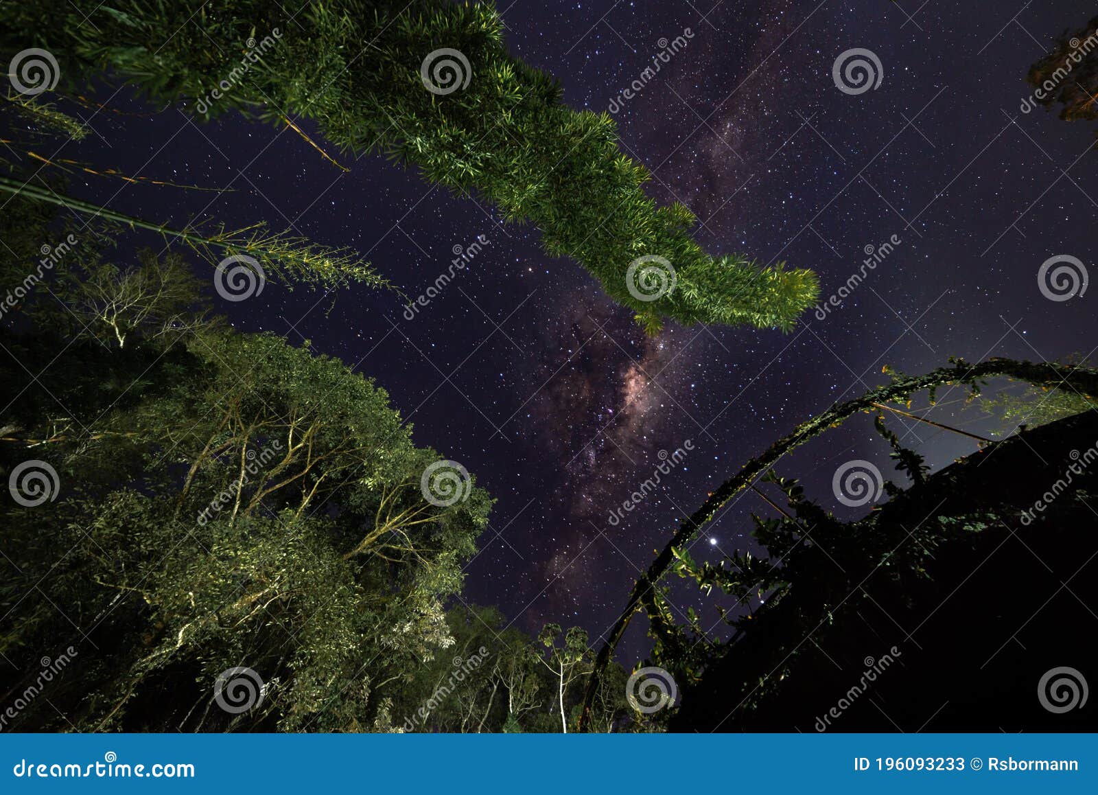 Milky way among trees stock image. Image of tree, cosmos - 196093233