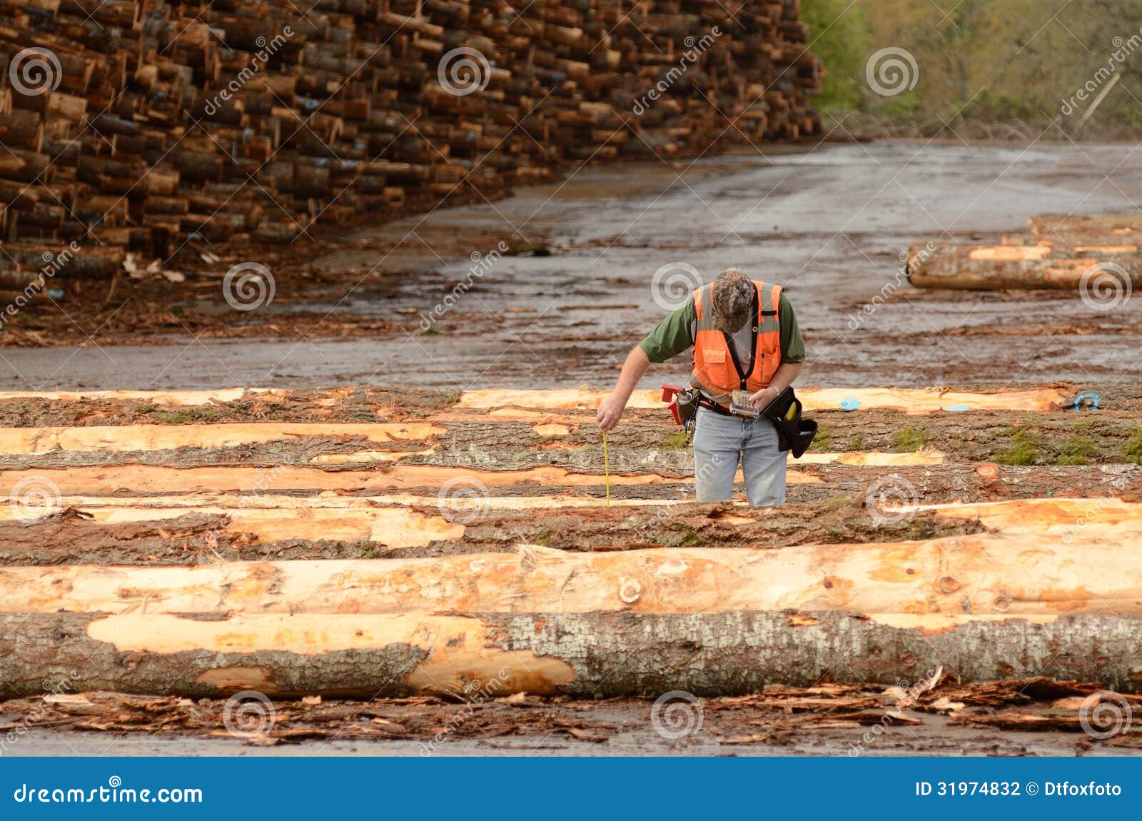 Mill Ops stock photo. Image of forestry, timberyard, natural - 31974832