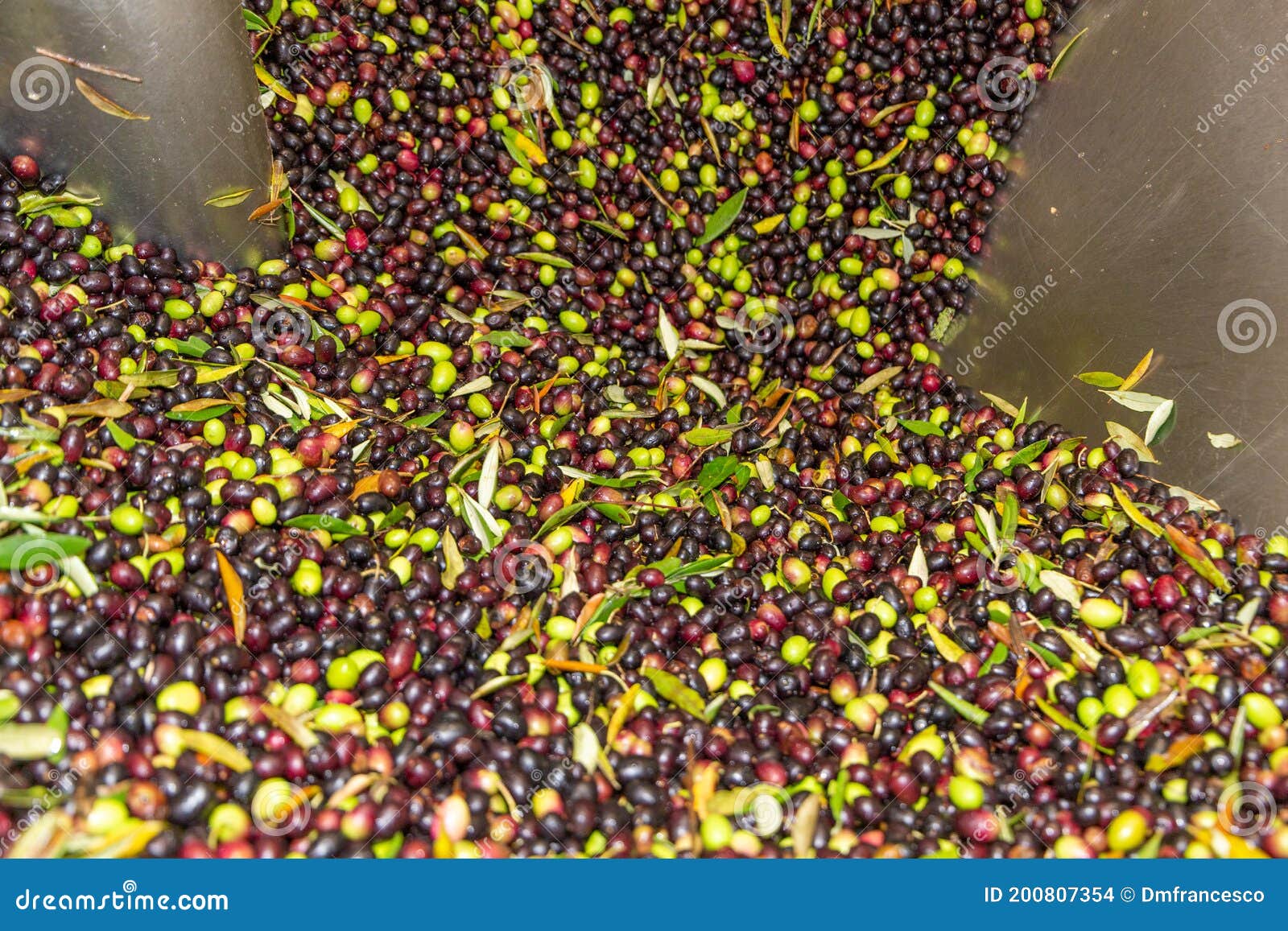 Mill for Processing Olives into Extra Virgin Olive Oil Stock Photo ...