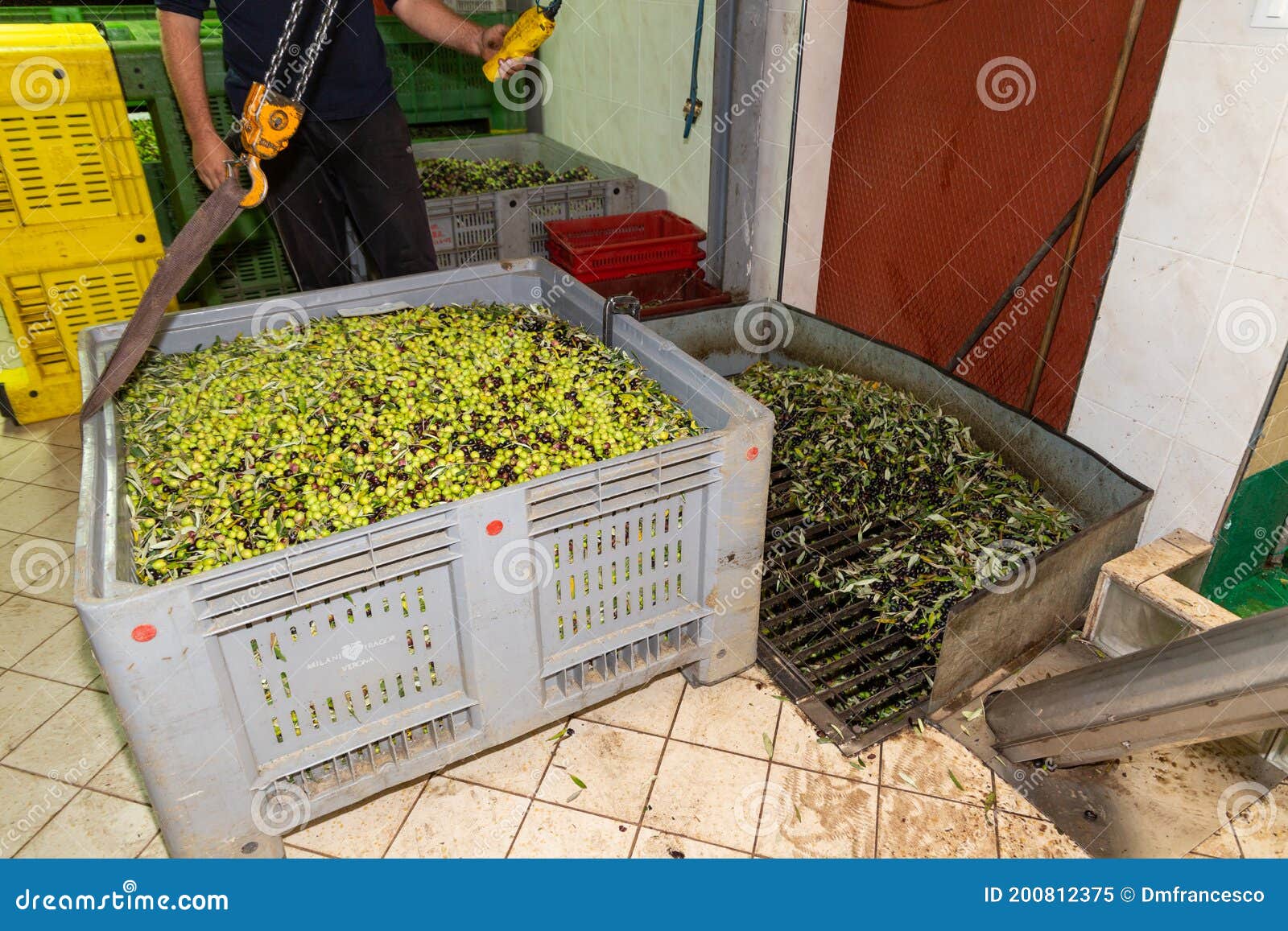 Crusher for Processing Olives into Extra Virgin Olive Oil Stock Image ...