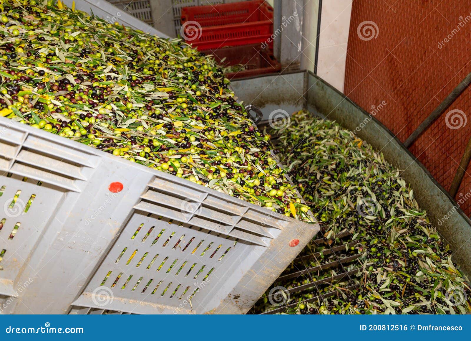 Crusher for Processing Olives into Extra Virgin Olive Oil Stock Photo ...