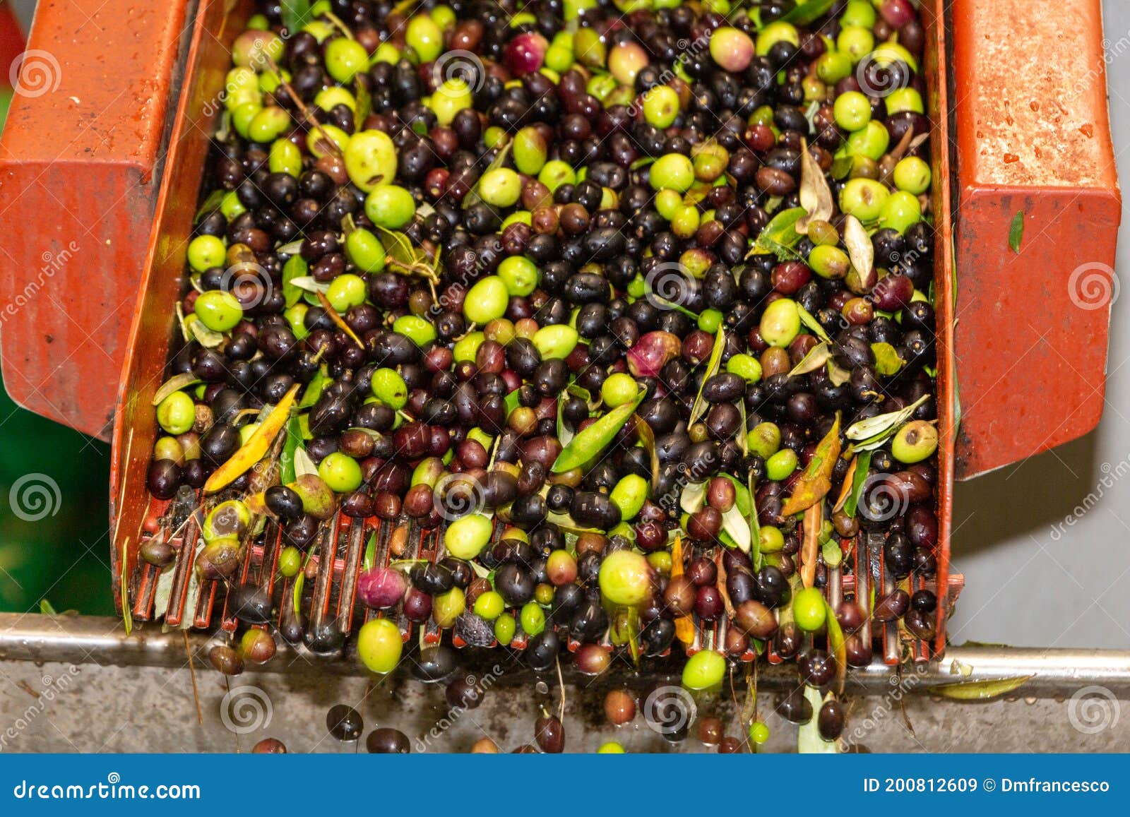 Crusher for Processing Olives into Extra Virgin Olive Oil Stock Image ...