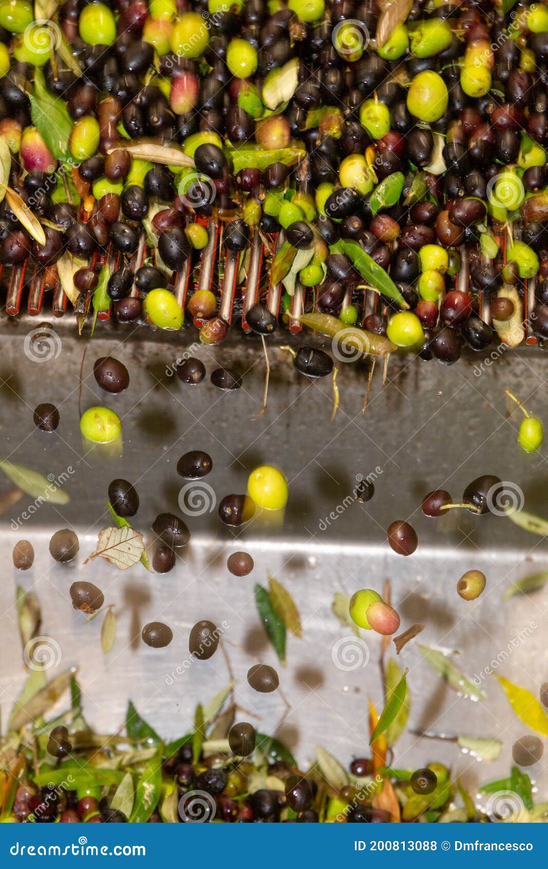 Mill for Processing Olives into Extra Virgin Olive Oil Stock Photo ...