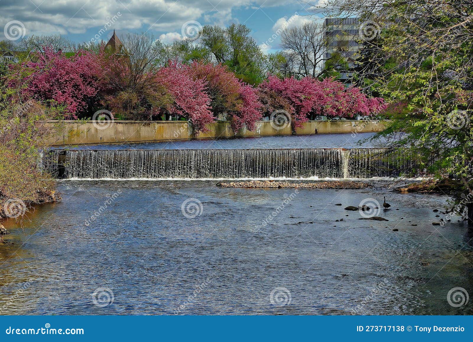 Mill River Dam Nature Setting Stock Photo - Image of river, setting ...