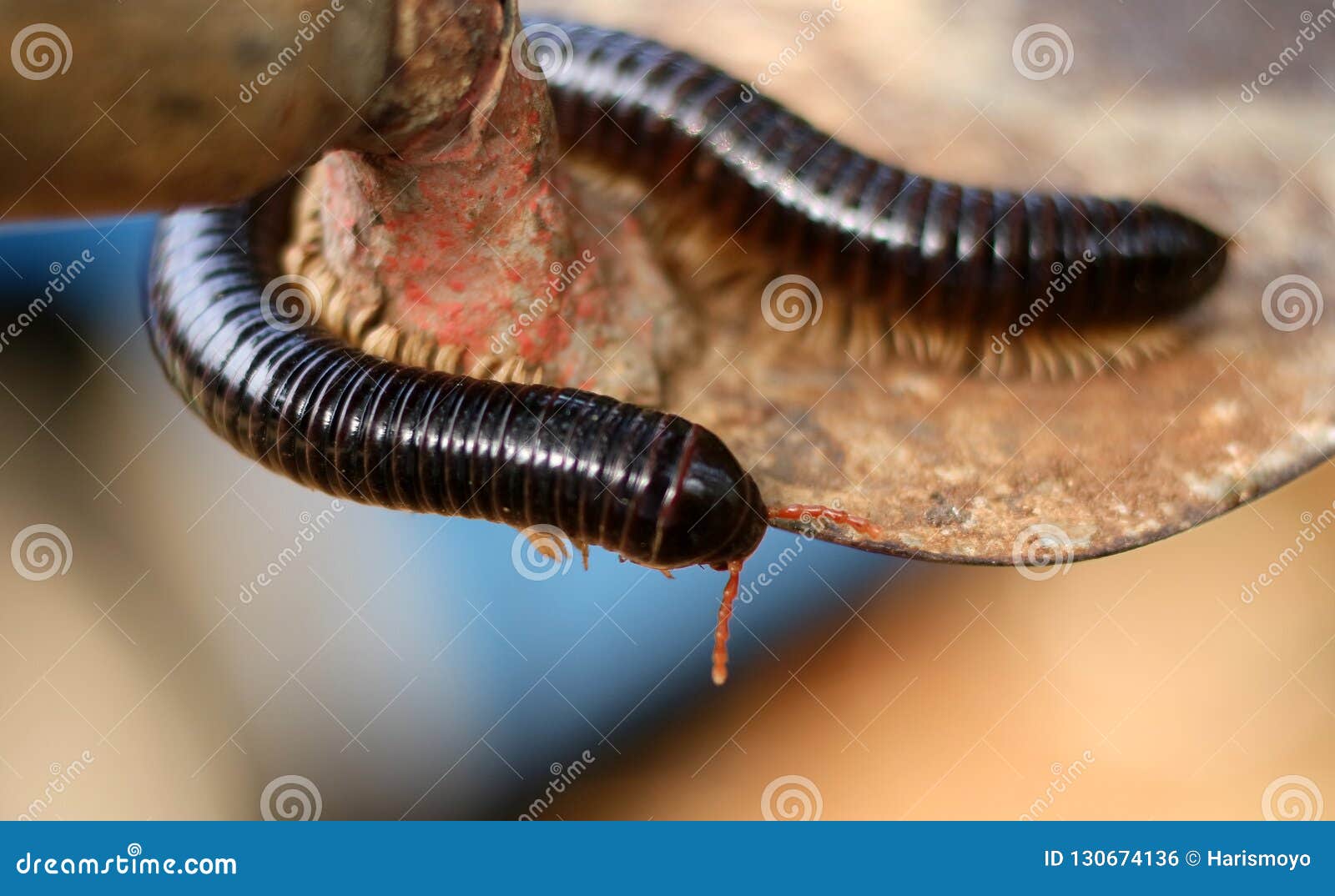 Mille-pattes photo stock. Image du fuselage, segment - 130674136