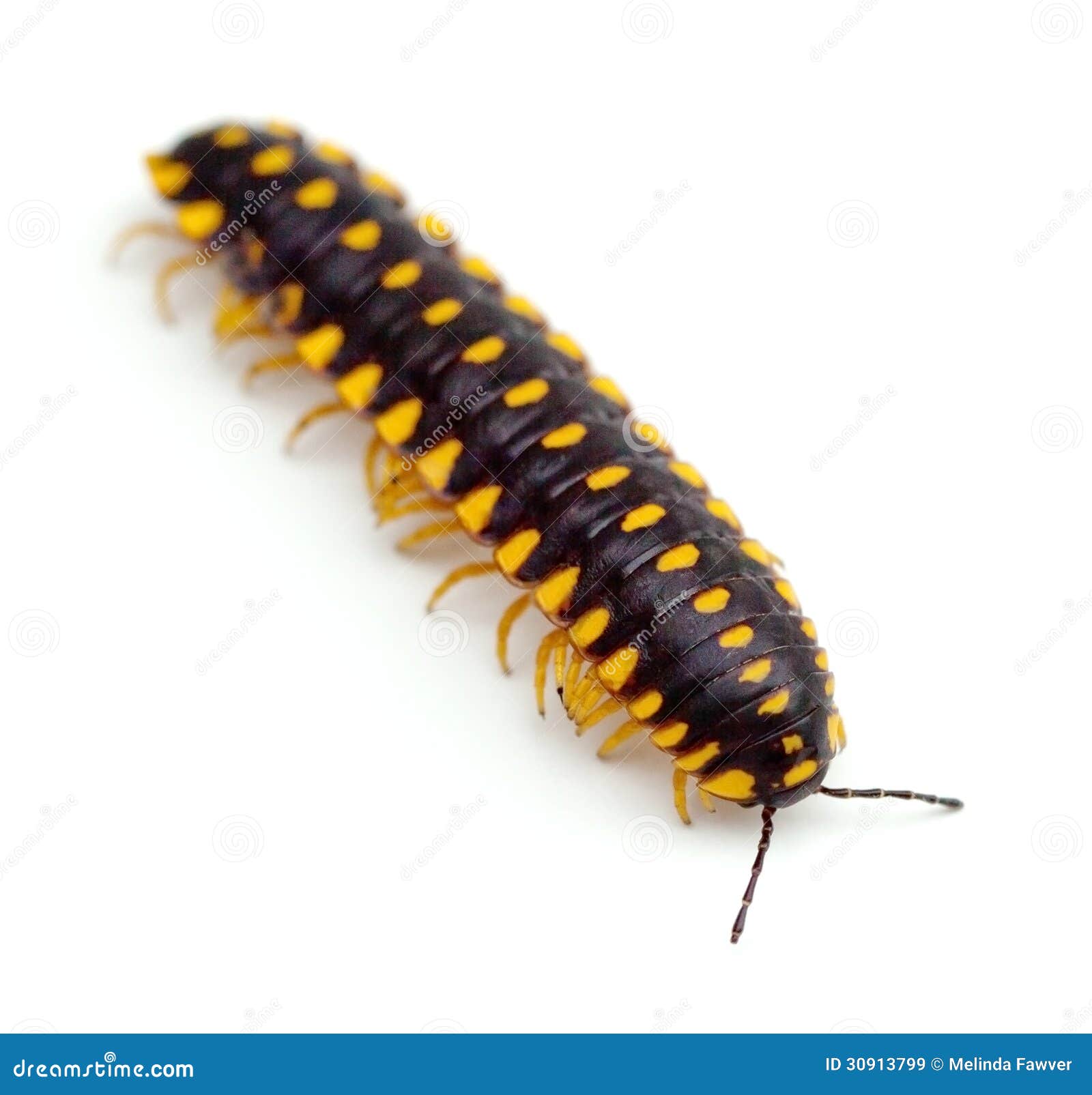 Mille-pattes image stock. Image du faune, pattes, détail - 30913799