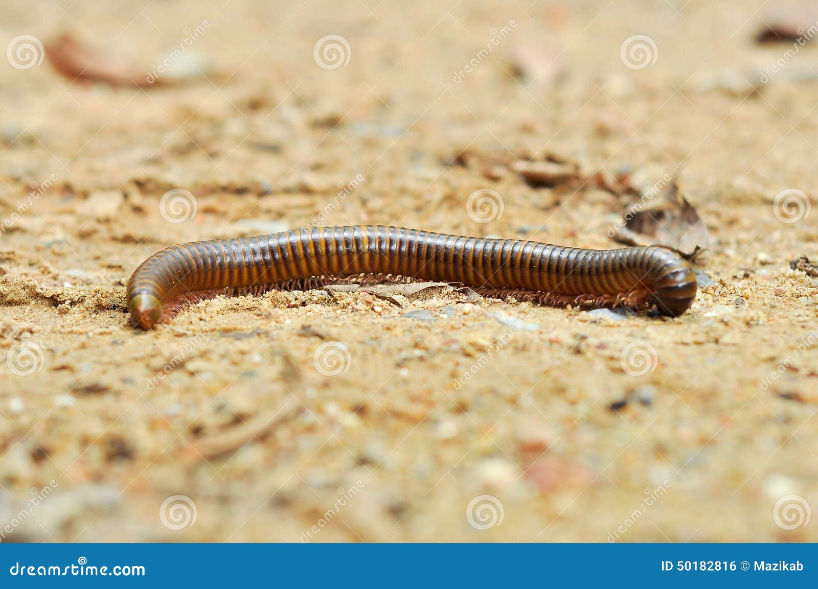 Mille-pattes photo stock. Image du cercle, extérieur - 50182816