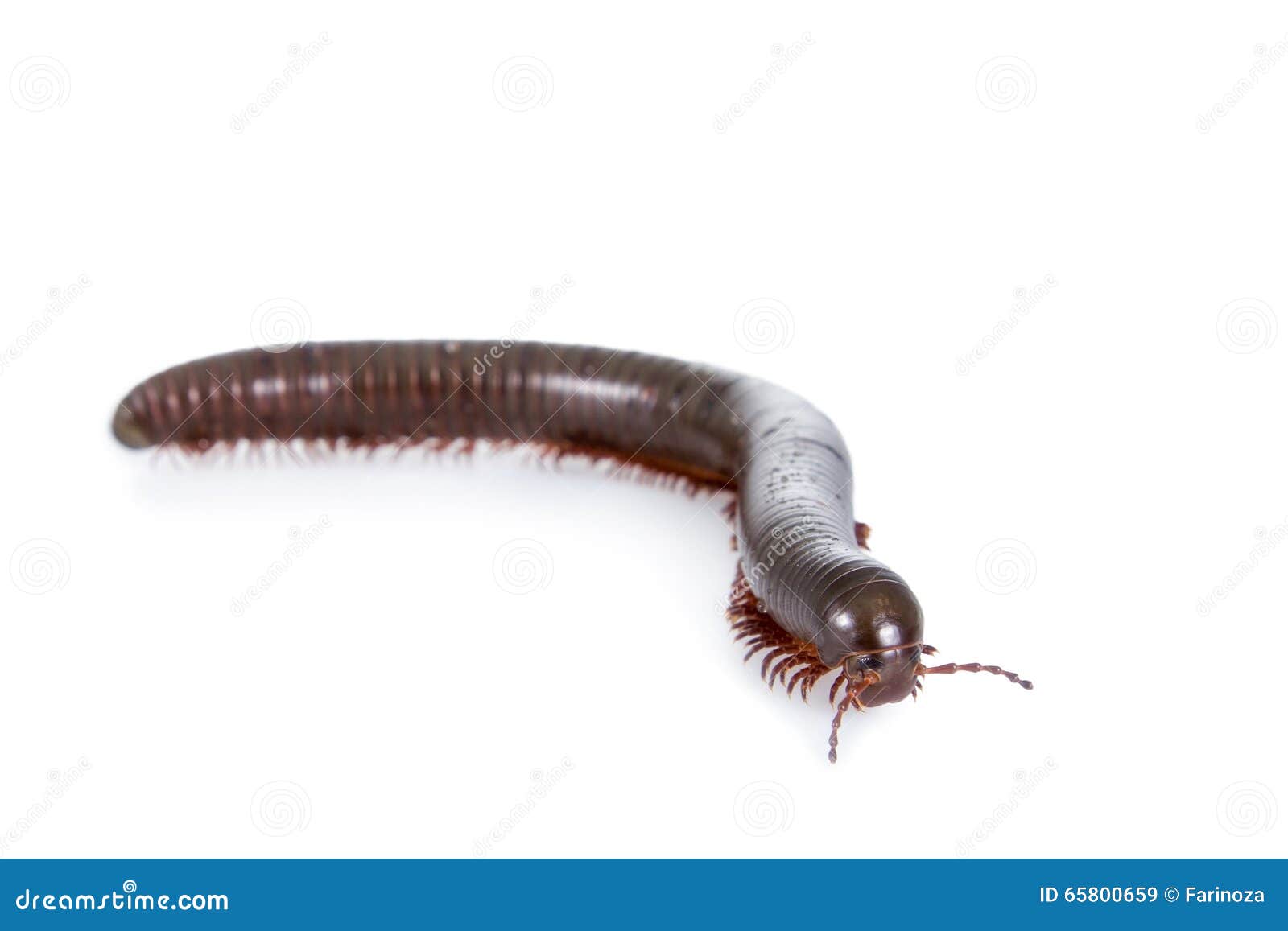 Mille-pattes, Myriapodes Sur Le Blanc Image stock - Image du gens ...