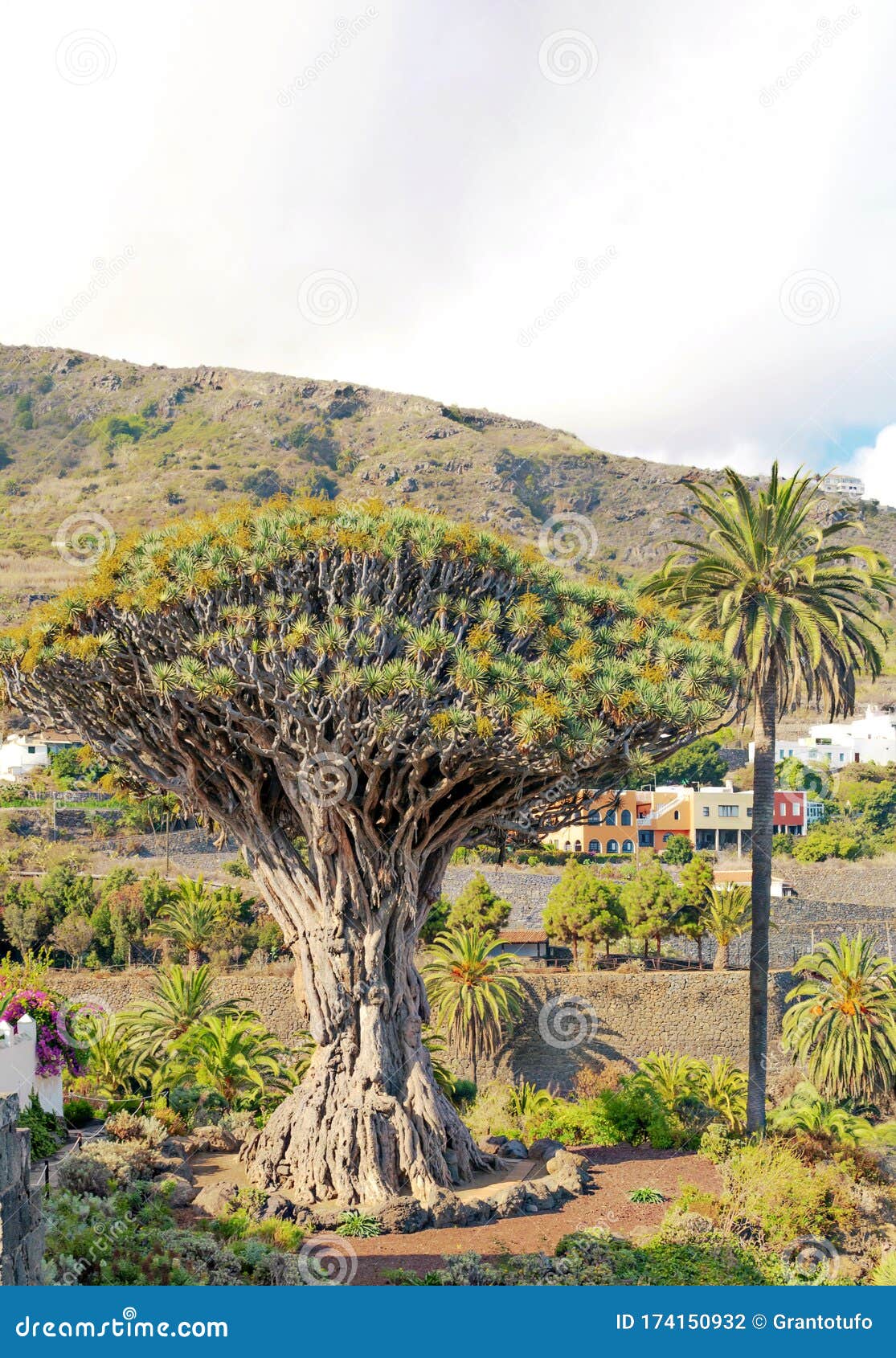Millenary Dragon Tree on the Island of Tenerife Stock Photo - Image of ...