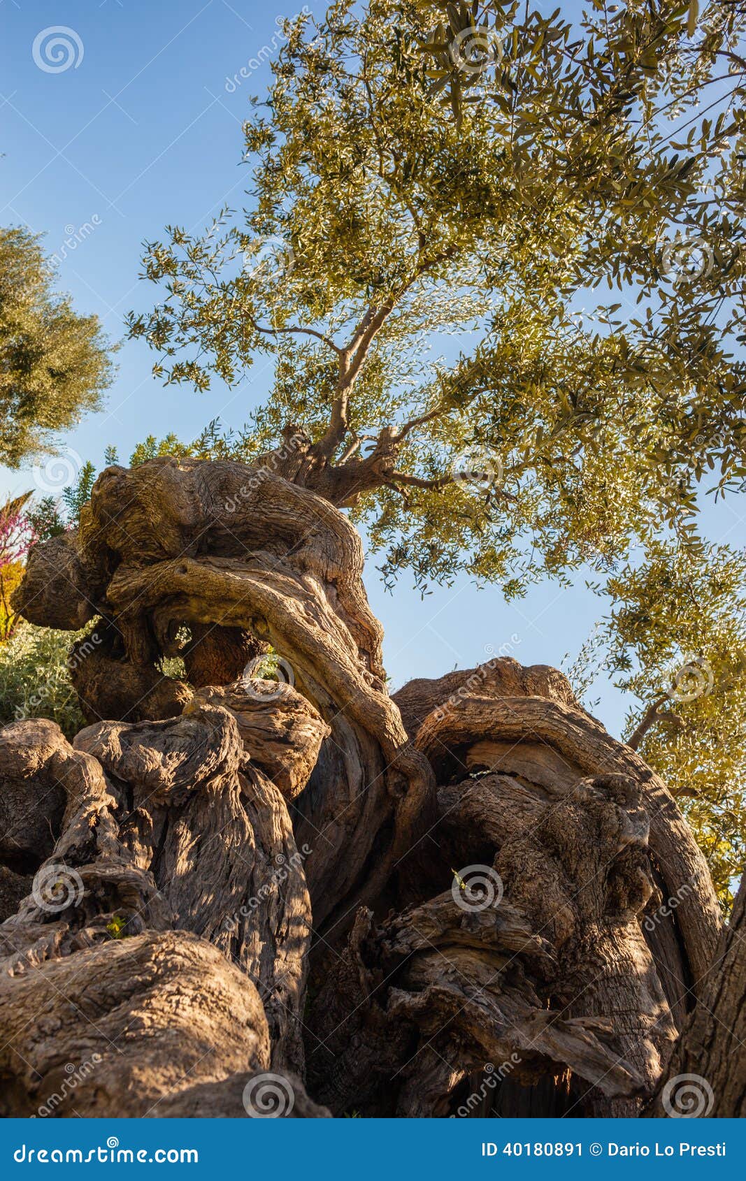 Millenary olive tree stock image. Image of centuryold - 40180891