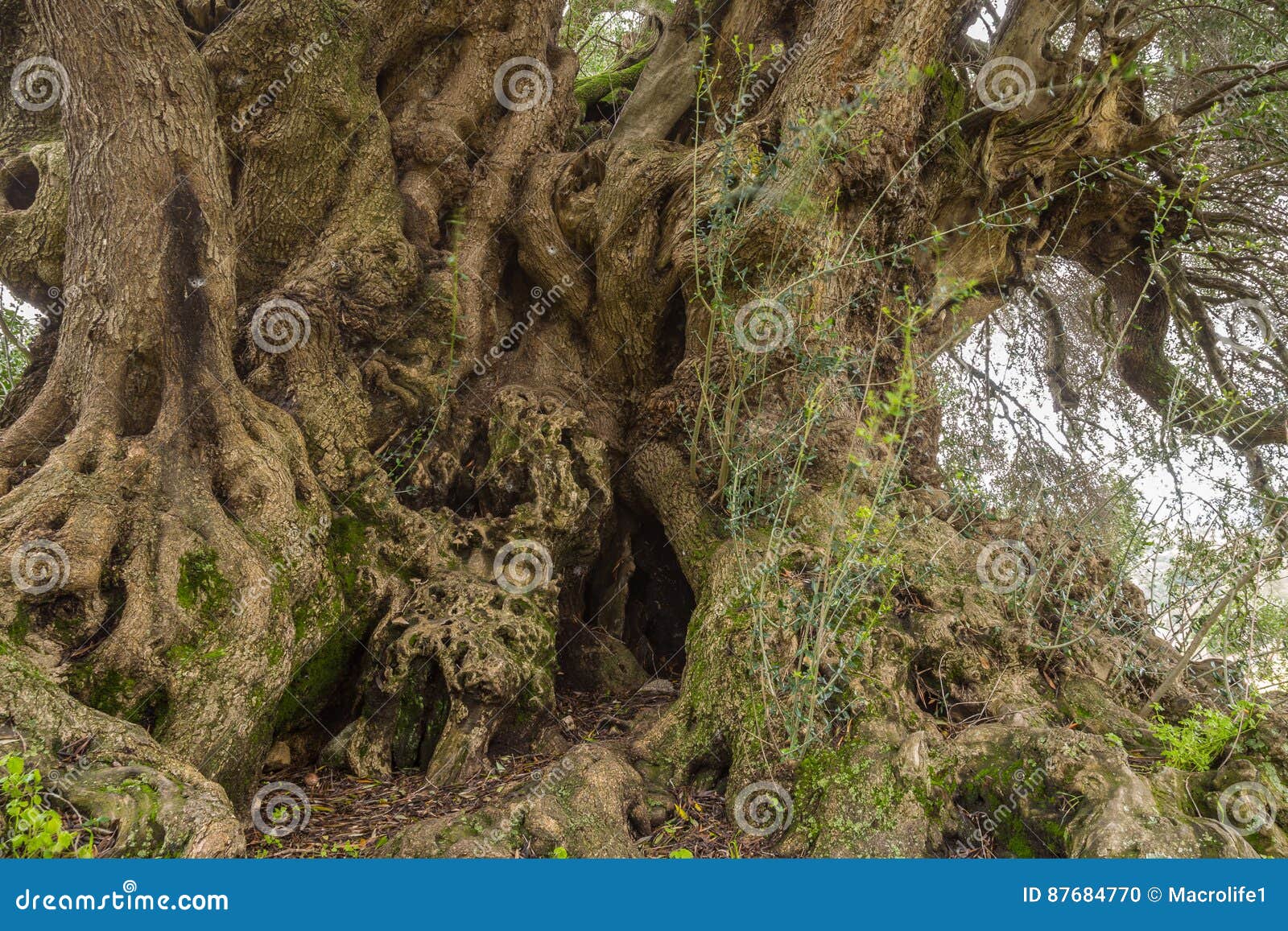 Millenary olive tree stock photo. Image of millenary - 87684770