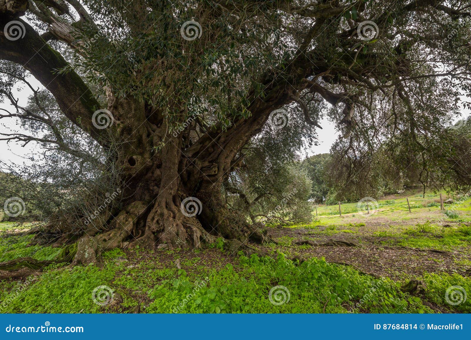 Millenary olive tree stock photo. Image of santu, sardinia - 87684814
