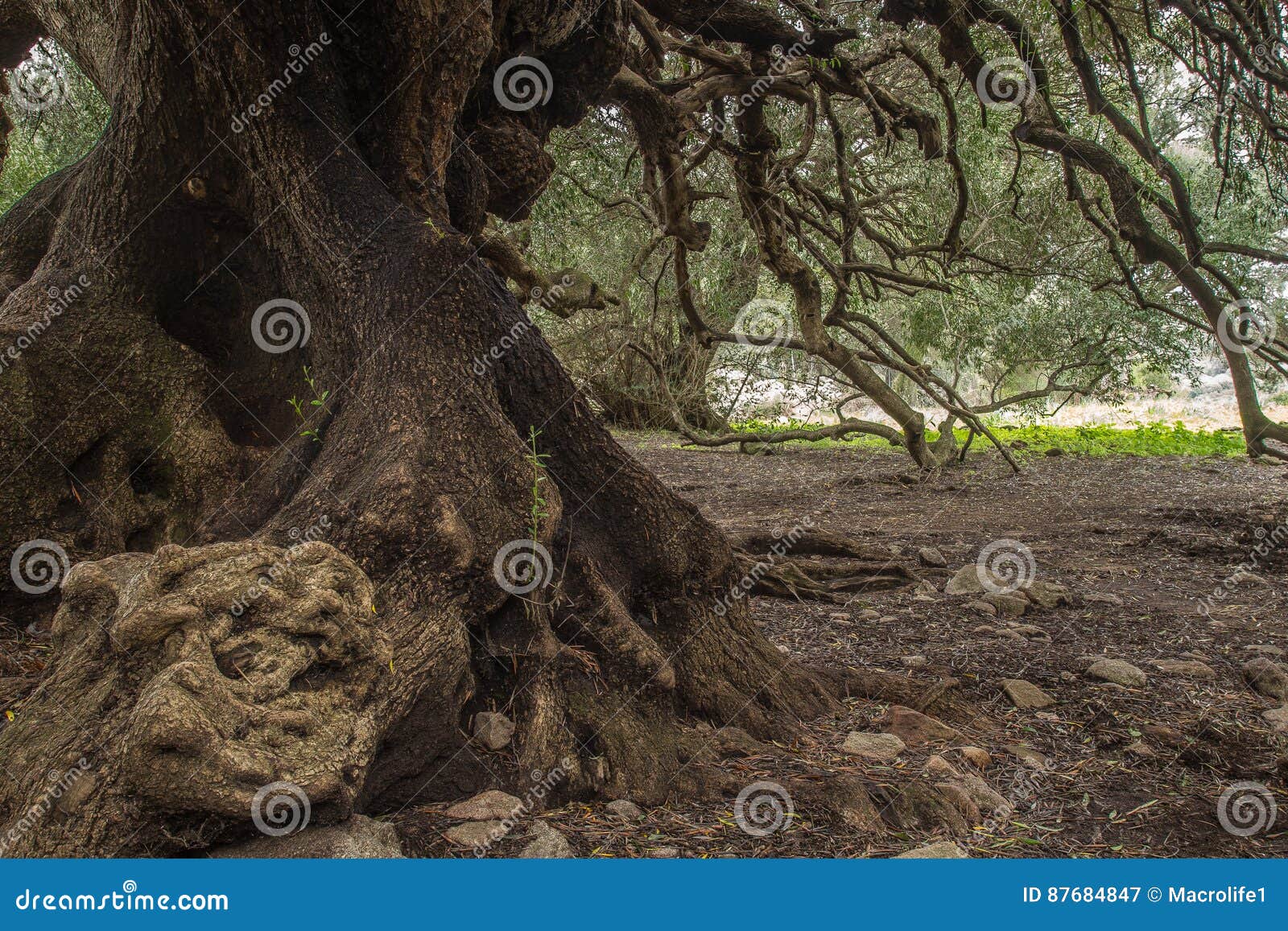 Millenary olive tree stock image. Image of luras, sardegna - 87684847