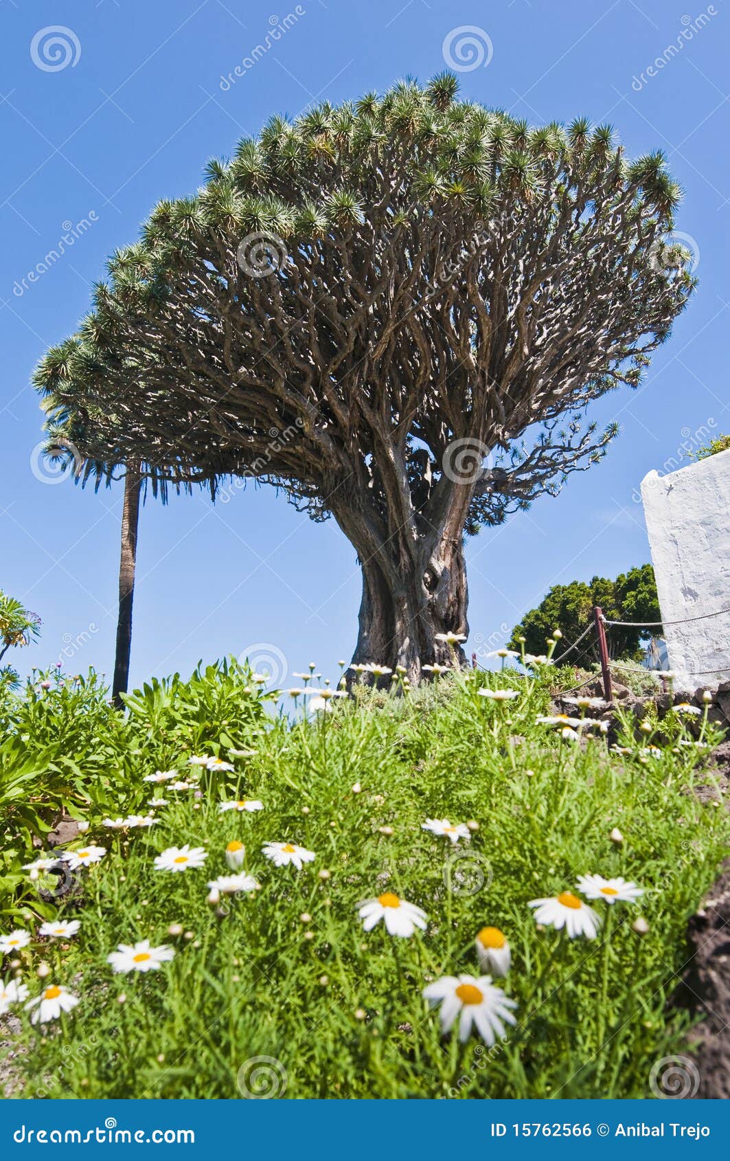 Millennial Drago tree stock photo. Image of crop, tenerife - 15762566