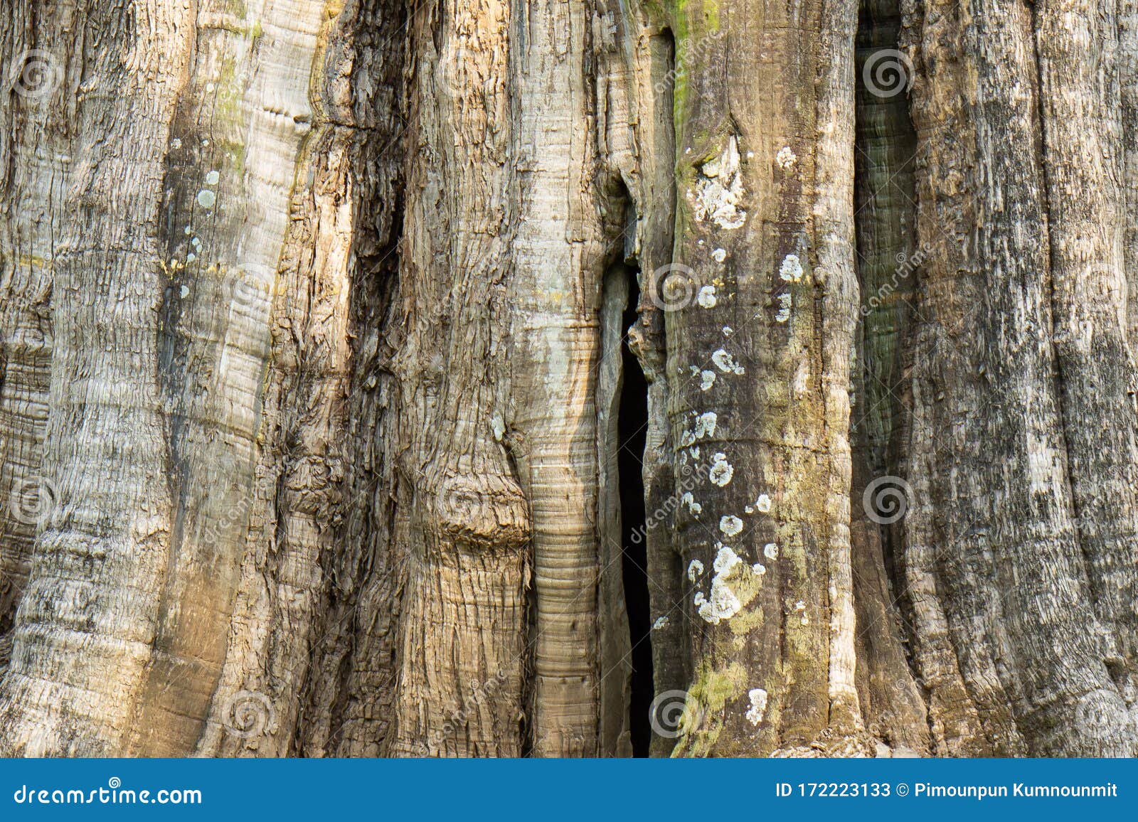 Millennium Teak Tree Trees in the Forest./Background/texture. Stock ...