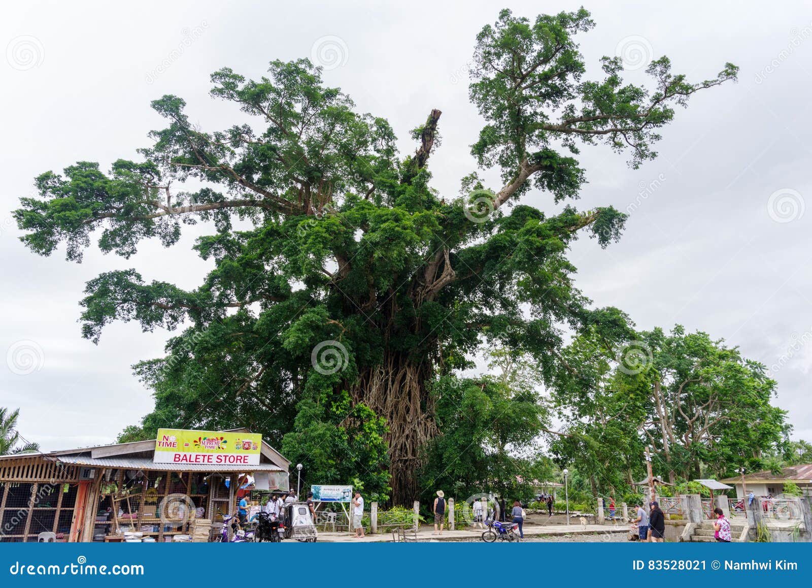 Millennium tree in baler editorial photo. Image of wide - 83528021
