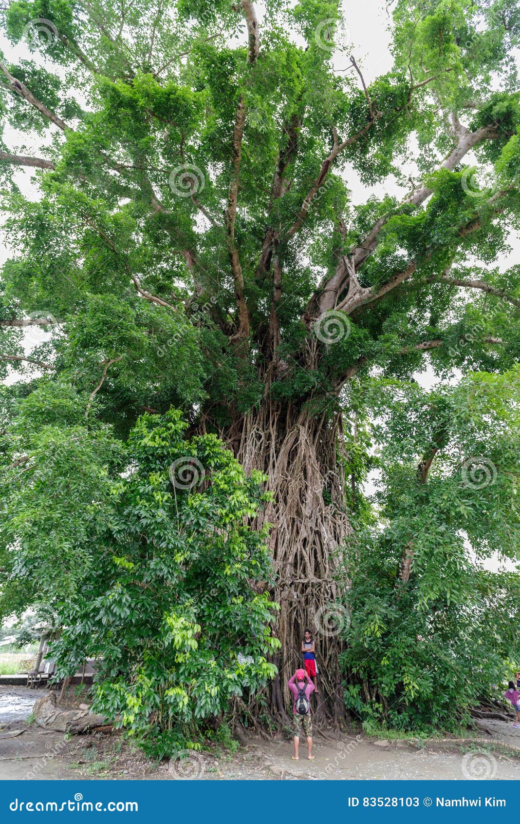 Millennium tree in baler editorial stock photo. Image of aurora - 83528103