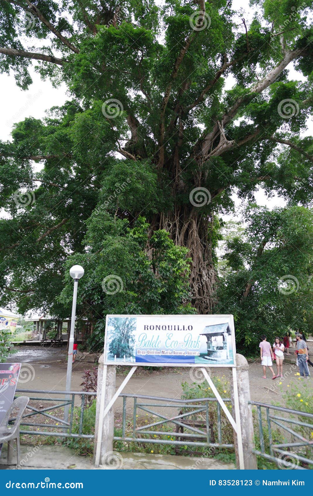 Balete Park And Millennium Tree