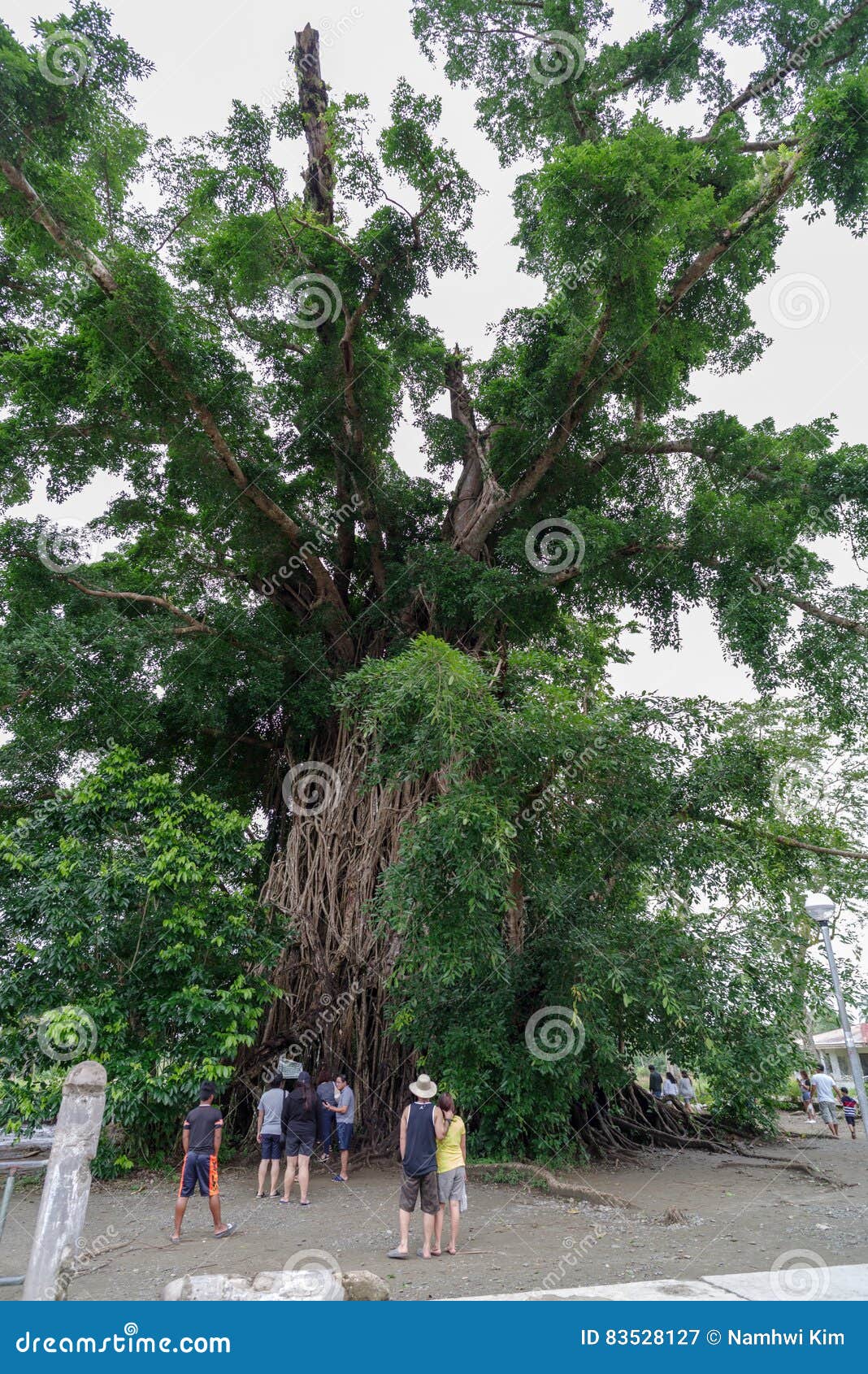 Millennium tree in baler editorial photography. Image of plant - 83528127