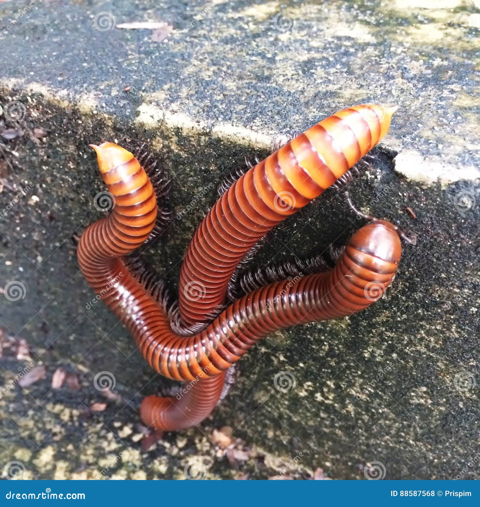 Millepede mating in nature stock photo. Image of mixed - 88587568