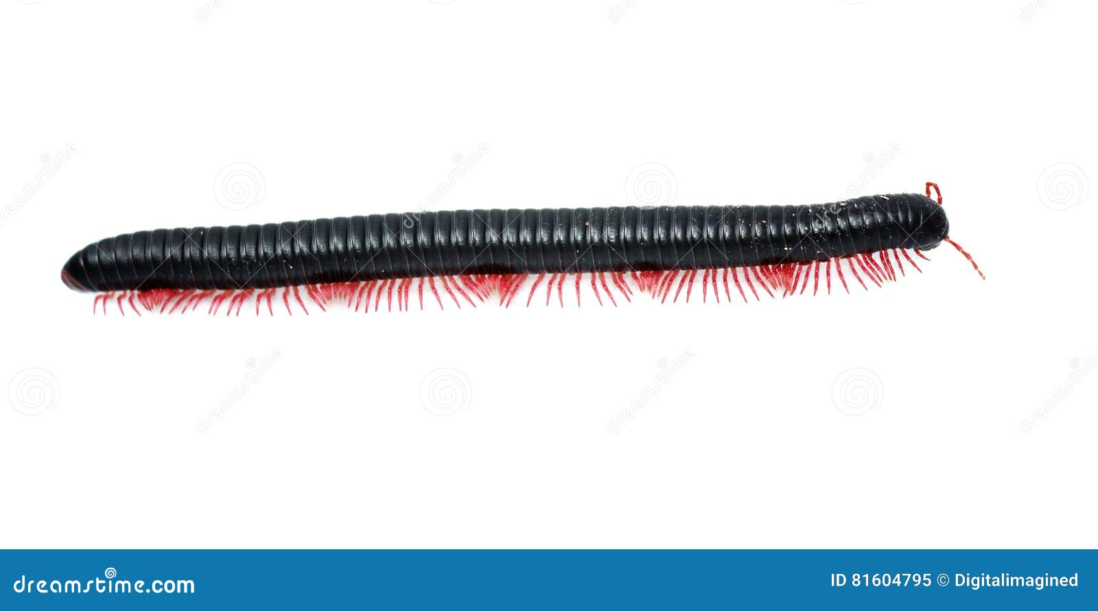 Millepiedi dei miriapodi immagine stock. Immagine di selvaggio - 81604795