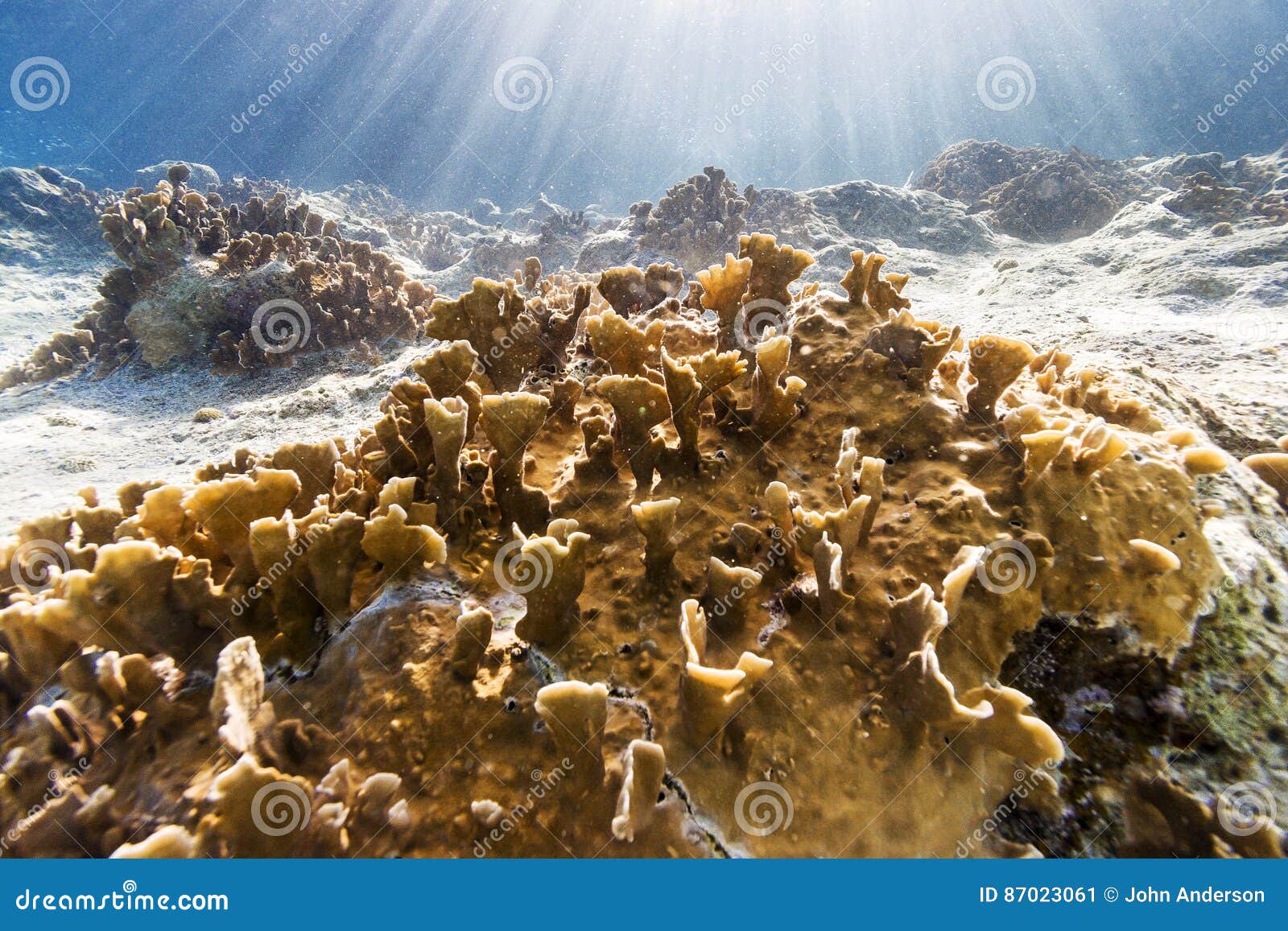 Millepora Complanata, Blade Fire Cora Stock Image - Image of blade ...