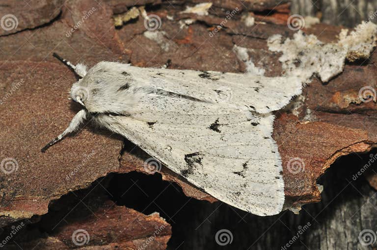 The Miller Moth stock photo. Image of wildlife, lepidoptera - 20416682