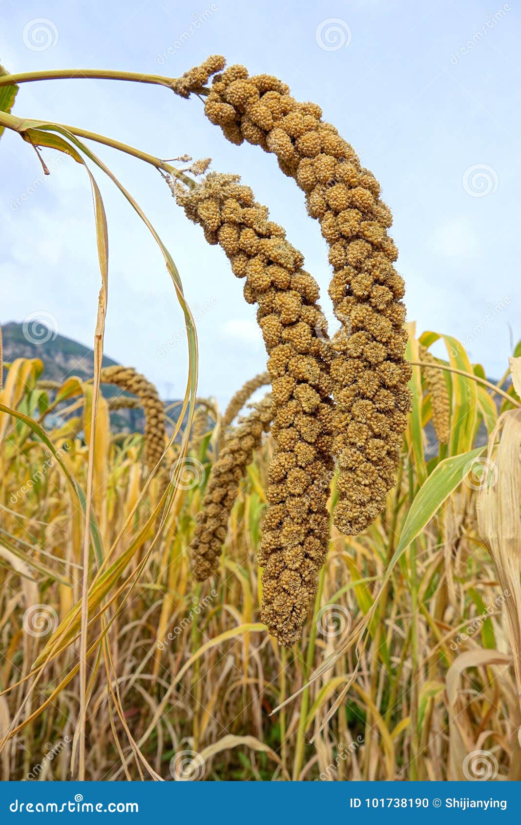 Millet photo stock. Image du ferme, nourriture, champs - 101738190