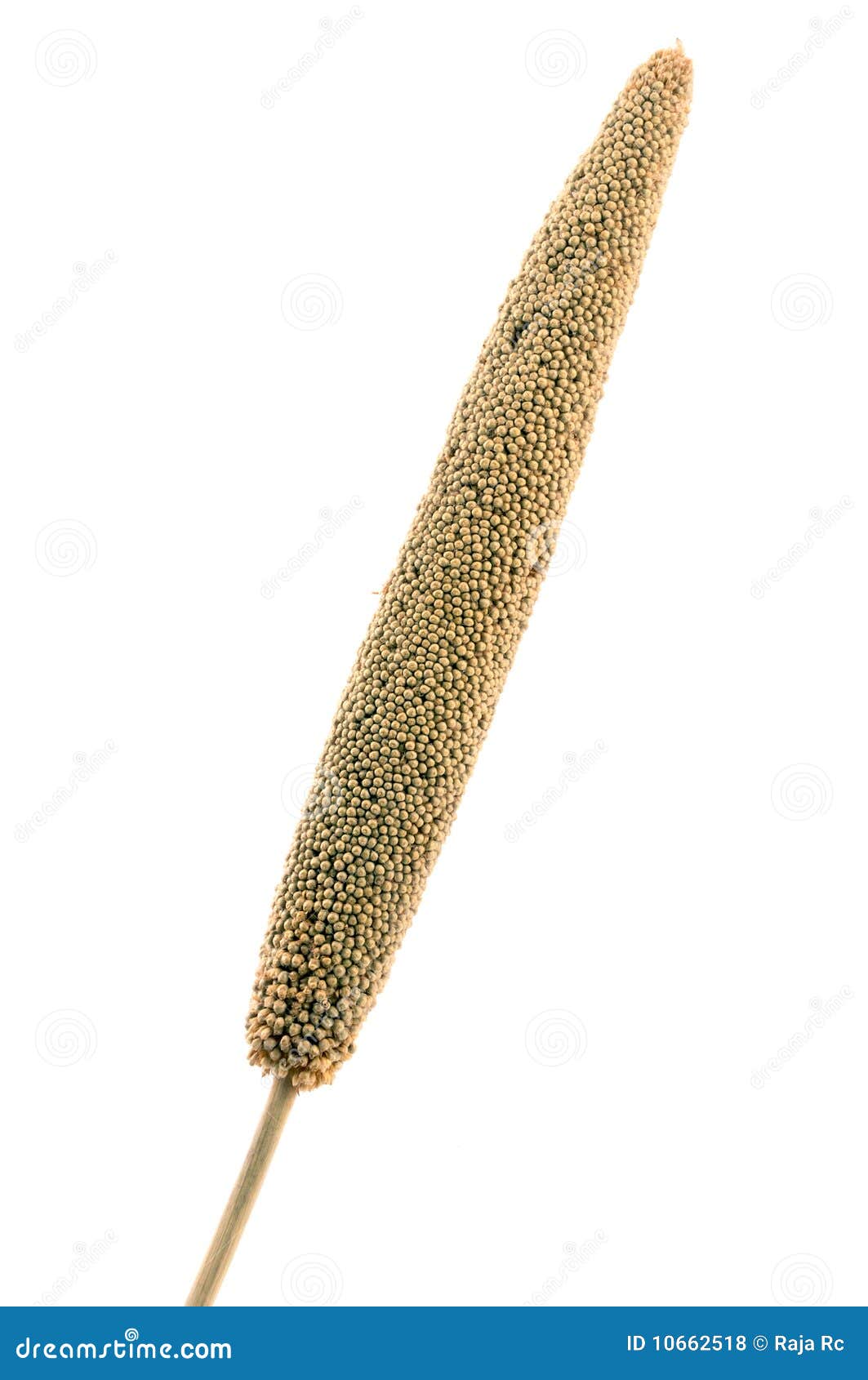 Millet stock photo. Image of small, head, cereal, millet - 10662518