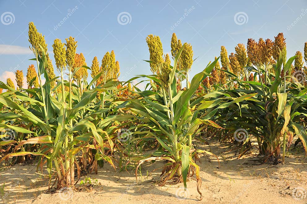 Millet stock image. Image of plants, breakfast, petrol - 10736293