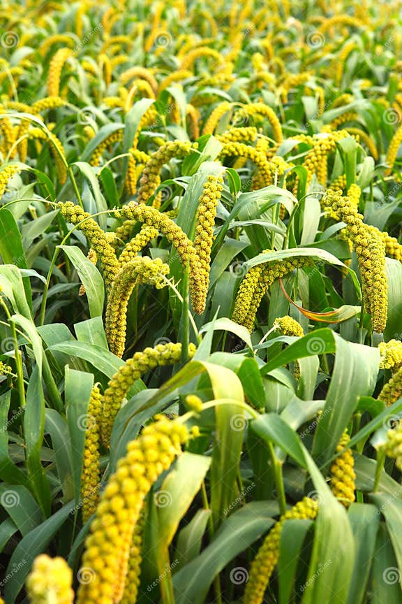 Millet stock photo. Image of farming, heads, fodder, staple - 15858106
