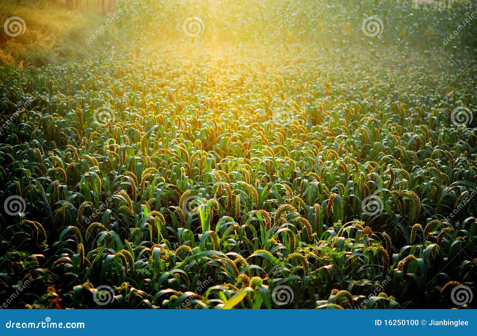 Millet stock photo. Image of agricultrue, field, green - 16250100