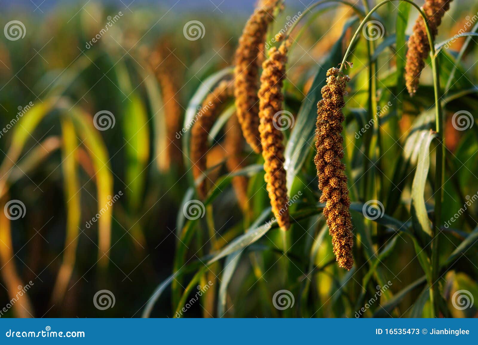 Millet stock image. Image of agriculture, leaf, leaves - 16535473