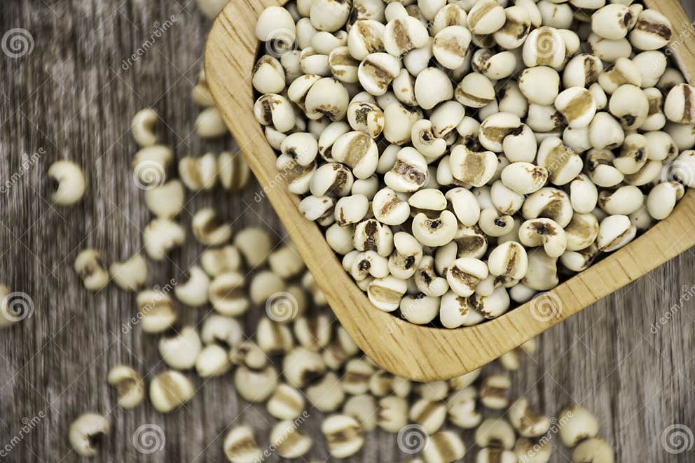 White Job`s Tears Adlay Millet, Pearl Millet or Coix Seeds Stock Image ...
