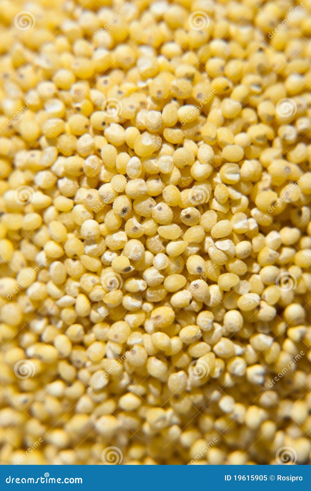 Millet stock image. Image of yellow, cereals, health - 19615905