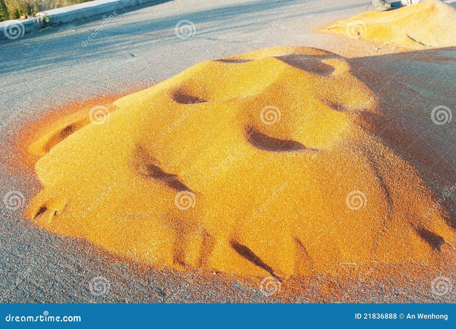 Millet stock photo. Image of detail, macro, organic, harvest - 21836888