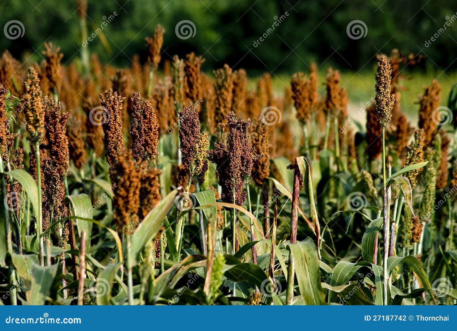 Millet arkivfoto. Bild av hirs, näring, spets, hälsa - 27187742