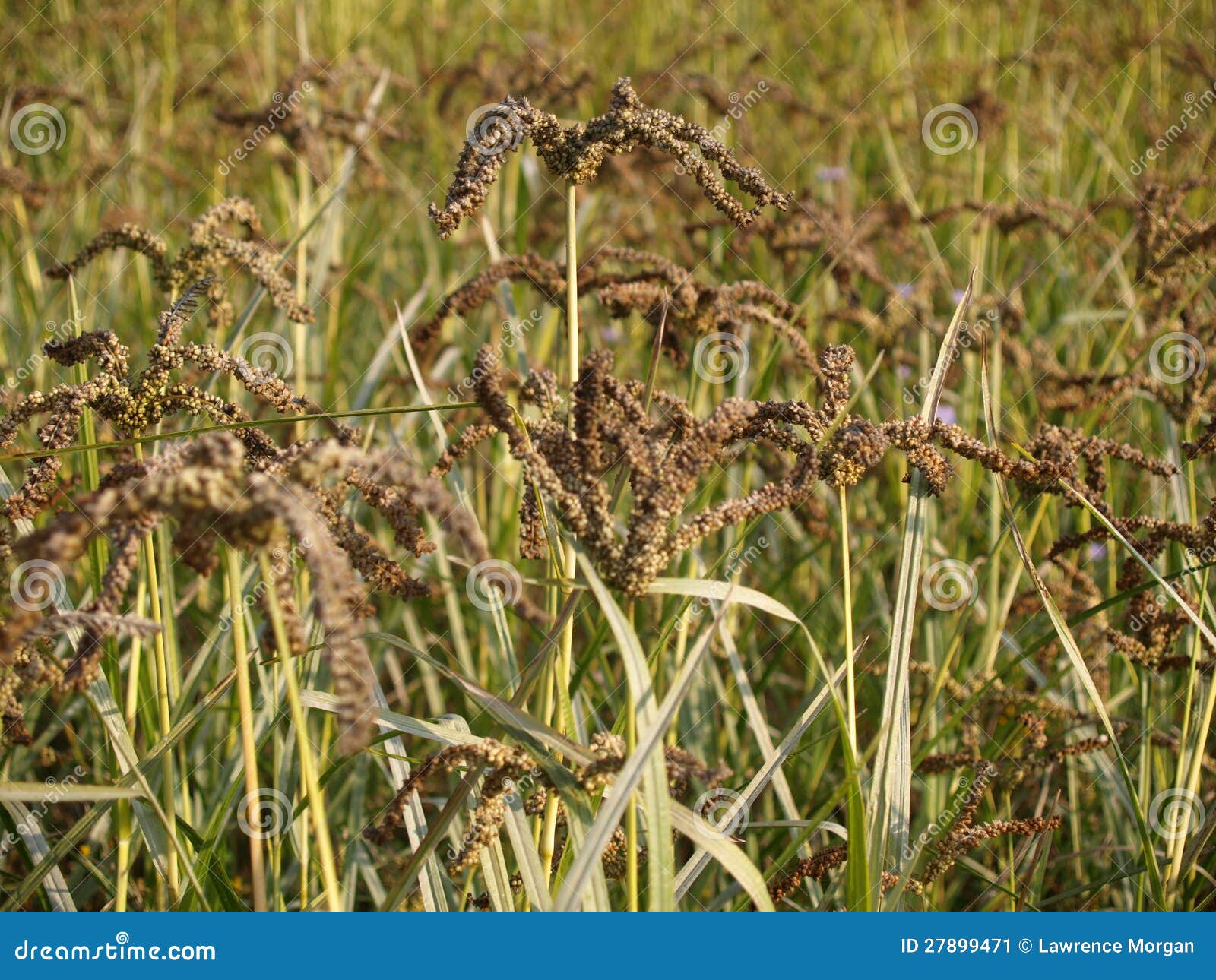 Millet stock image. Image of staple, product, vegetarian - 27899471