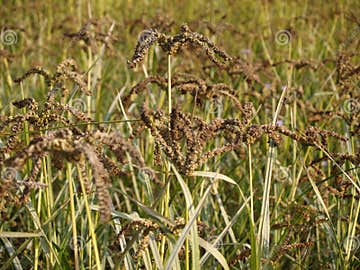 Millet stock image. Image of staple, product, vegetarian - 27899471
