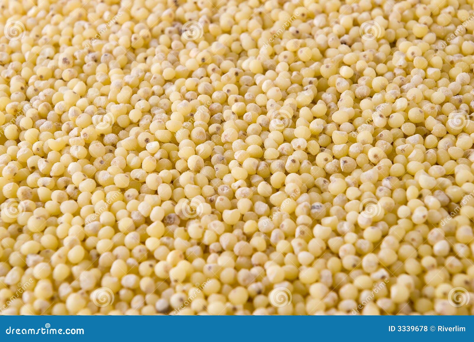 Millet stock photo. Image of foodstuffs, food, harvest - 3339678