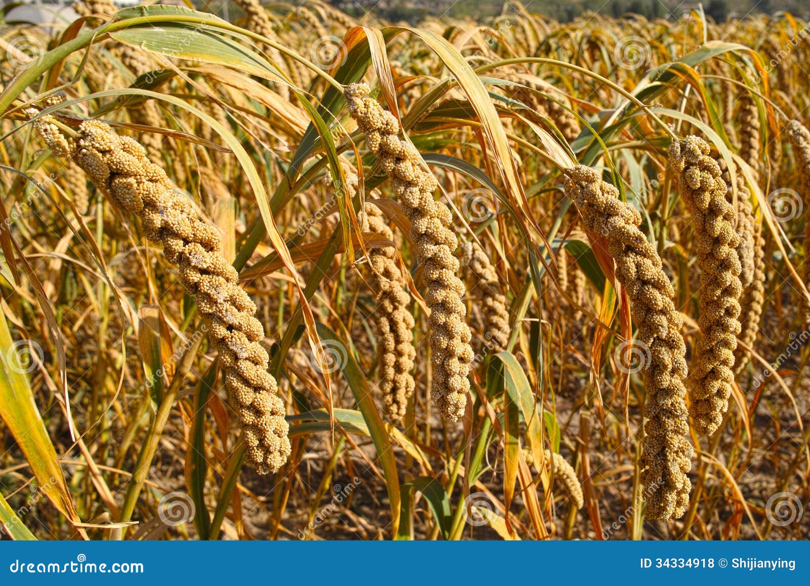 Millet photo stock. Image du agriculture, jaune, collectes - 34334918