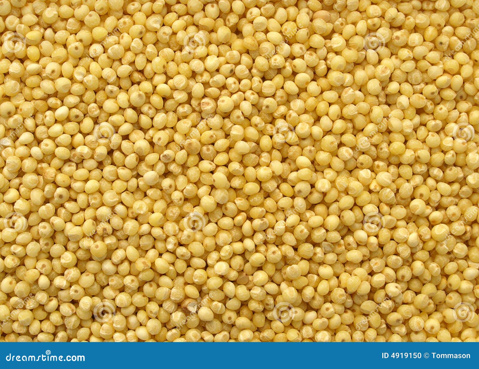 Millet stock photo. Image of culinary, dried, protein - 4919150