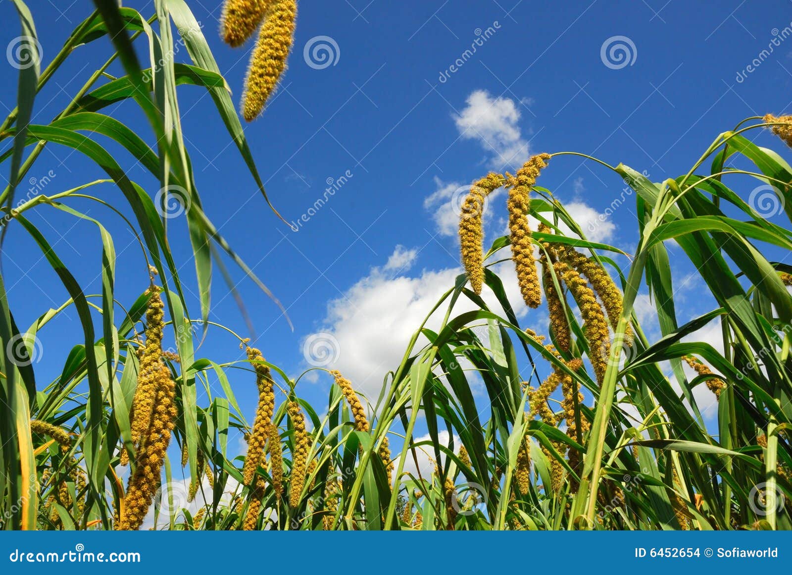 Millet stock photo. Image of spiked, harvest, grow, green - 6452654