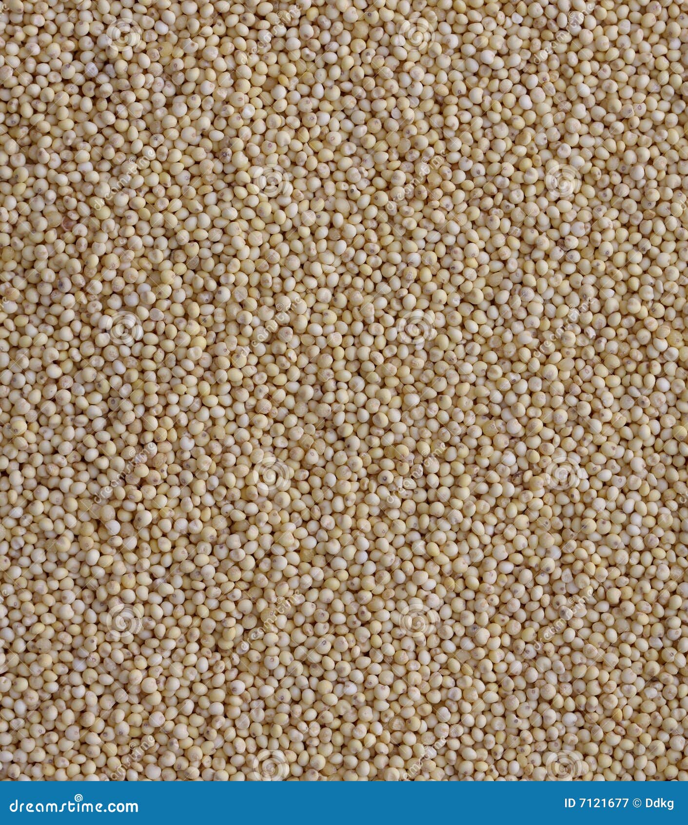 Millet stock image. Image of cereal, seed, healthy, crop - 7121677
