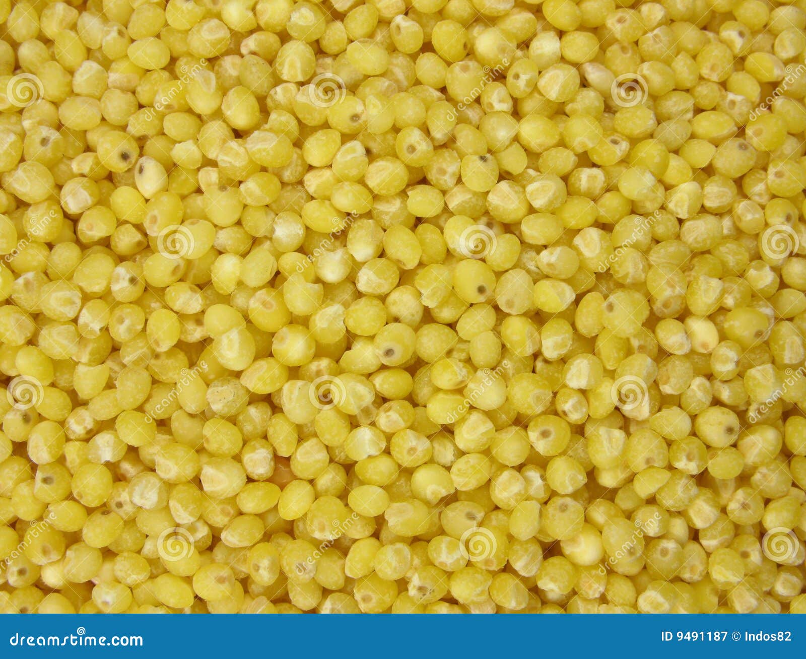 Millet stock image. Image of corn, closeup, nature, kernel - 9491187