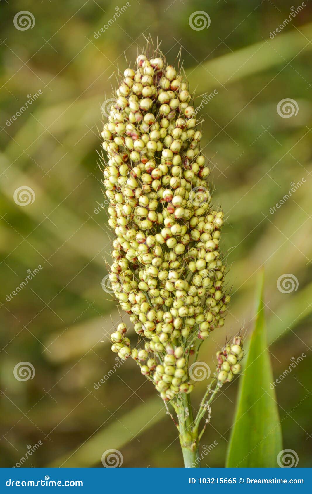 Millet in Agriculture Field Stock Image - Image of millet, leaf: 103215665