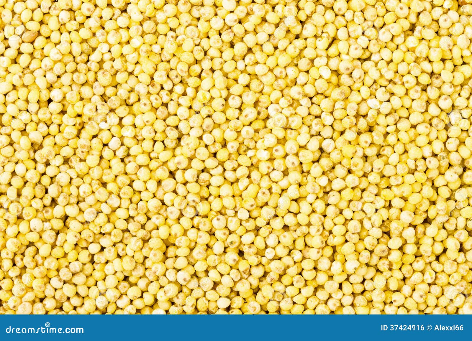 Millet stock photo. Image of grain, seed, ingredient - 37424916
