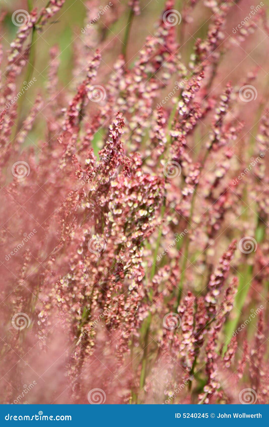 Millet background stock image. Image of meadow, field - 5240245