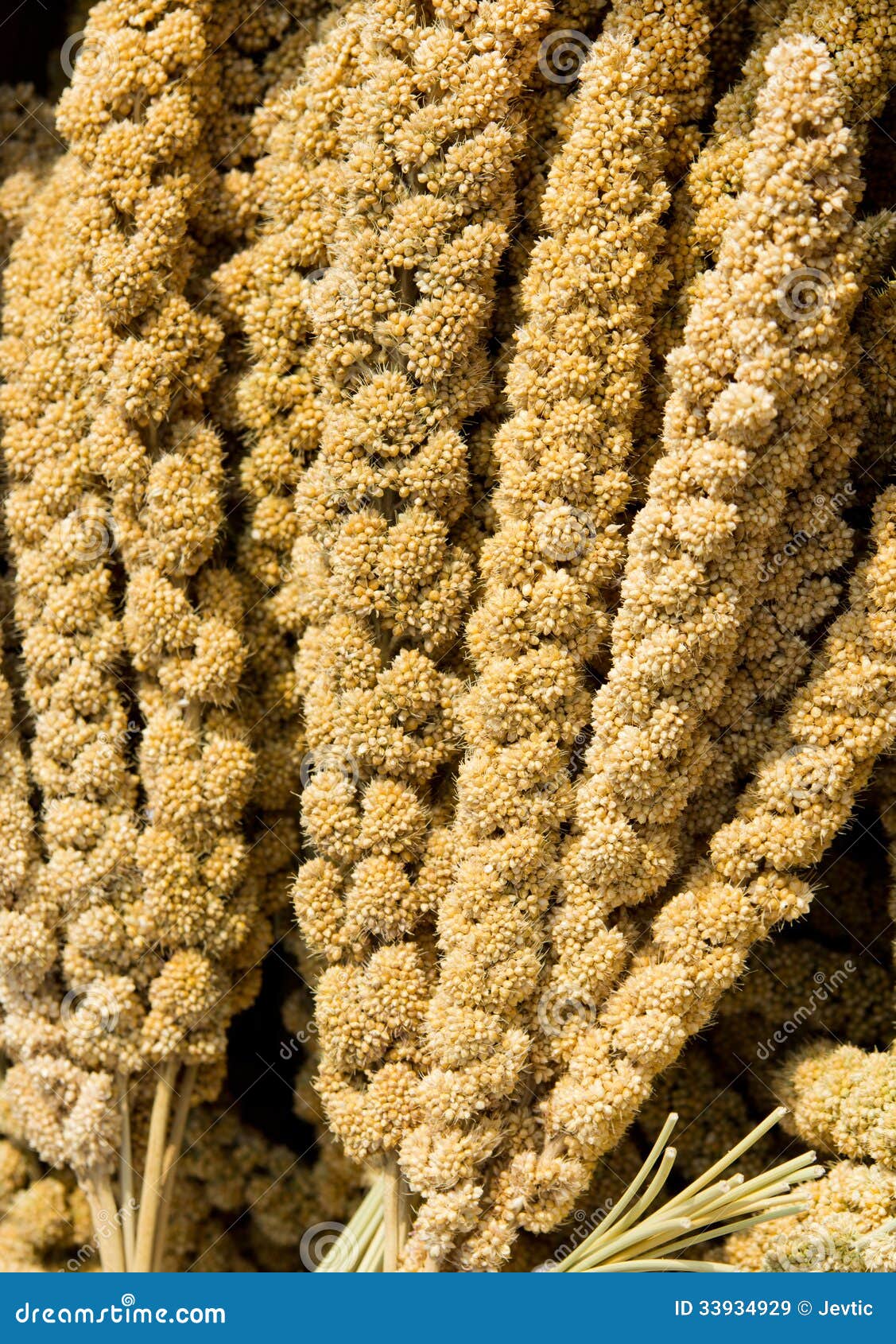 Millet for bird feeding stock image. Image of granular - 33934929