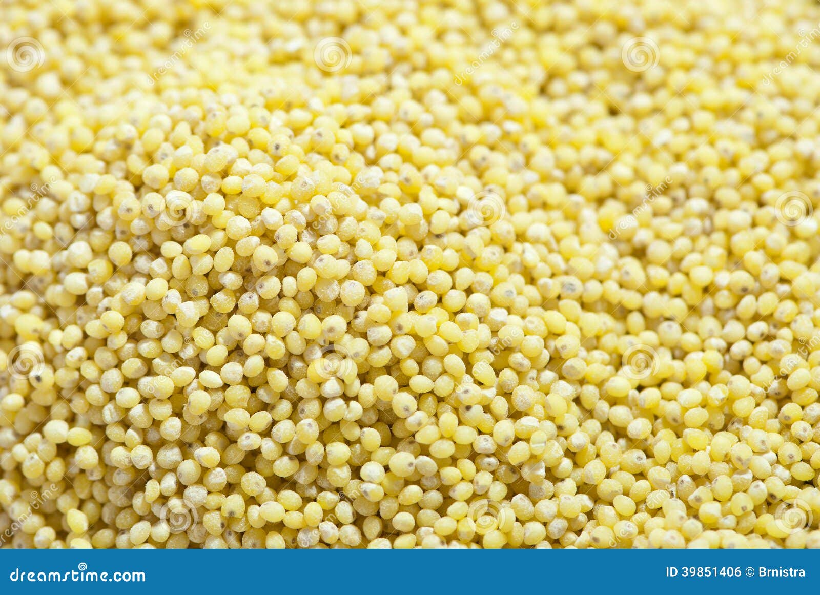 Millet stock photo. Image of healthy, structure, agriculture - 39851406